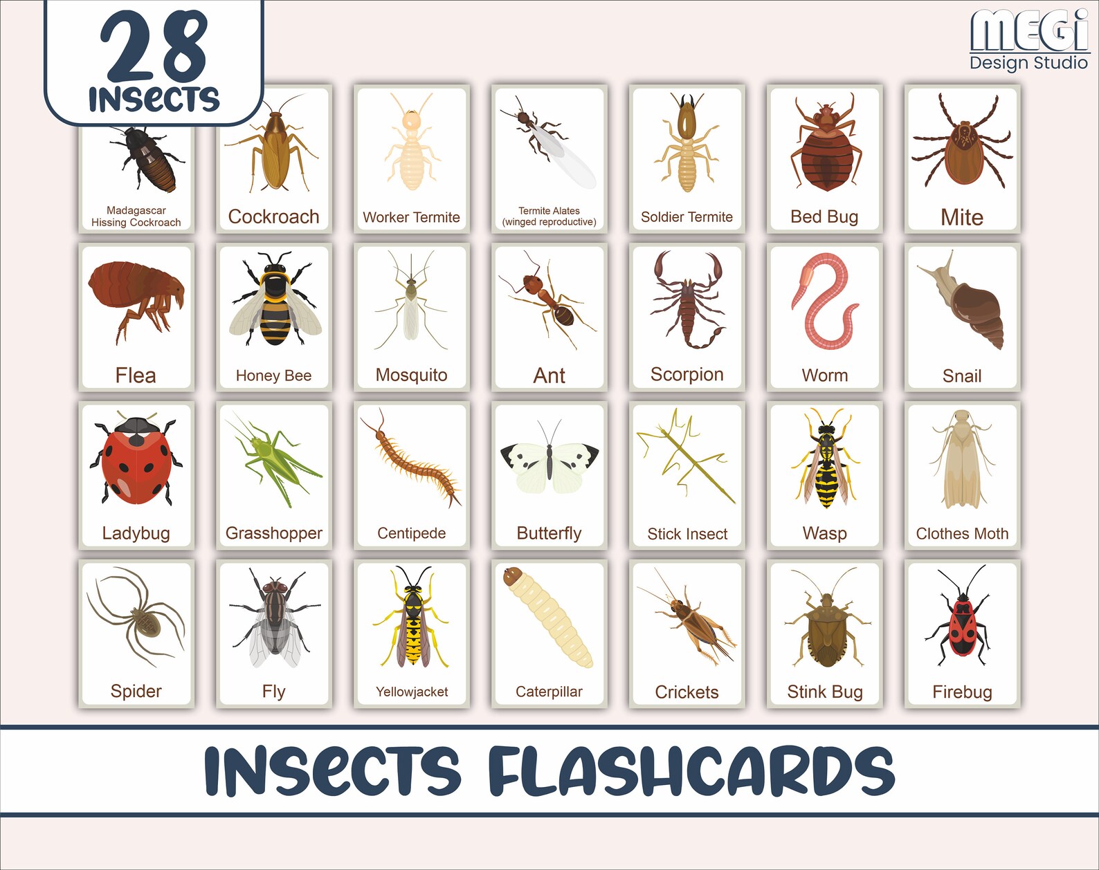 Insect Flashcards With Realistic Pictures 28 Printable - Etsy