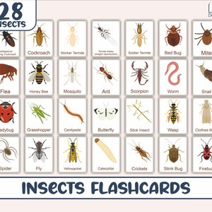 Insect Flashcards With Realistic Pictures 28 Printable - Etsy