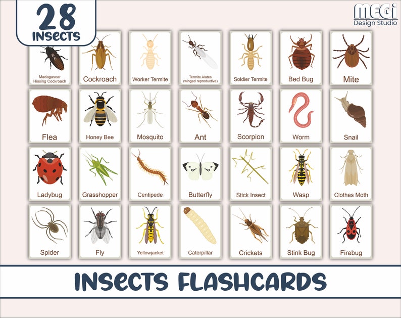 Insect Flashcards With Realistic Pictures 28 Printable - Etsy