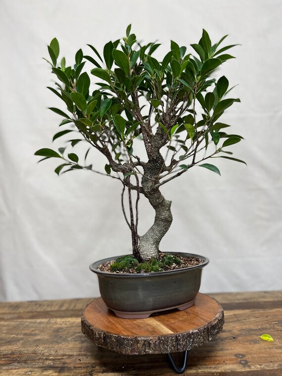 Aerial Roots Bonsai