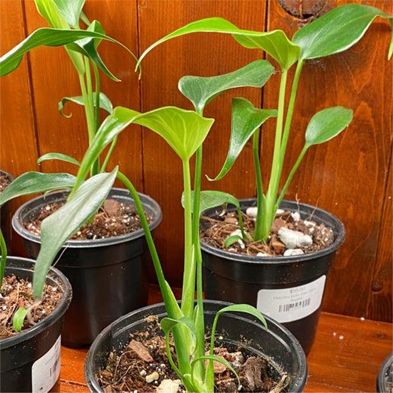 Monstera Burle Marx Flame - Etsy