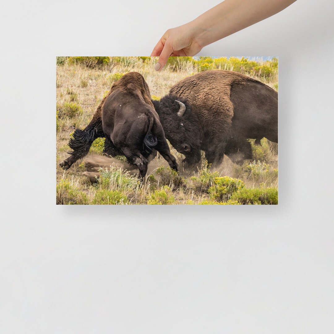 The Rut Bison Poster, Buffalo Poster, Grand Teton National Park - Etsy