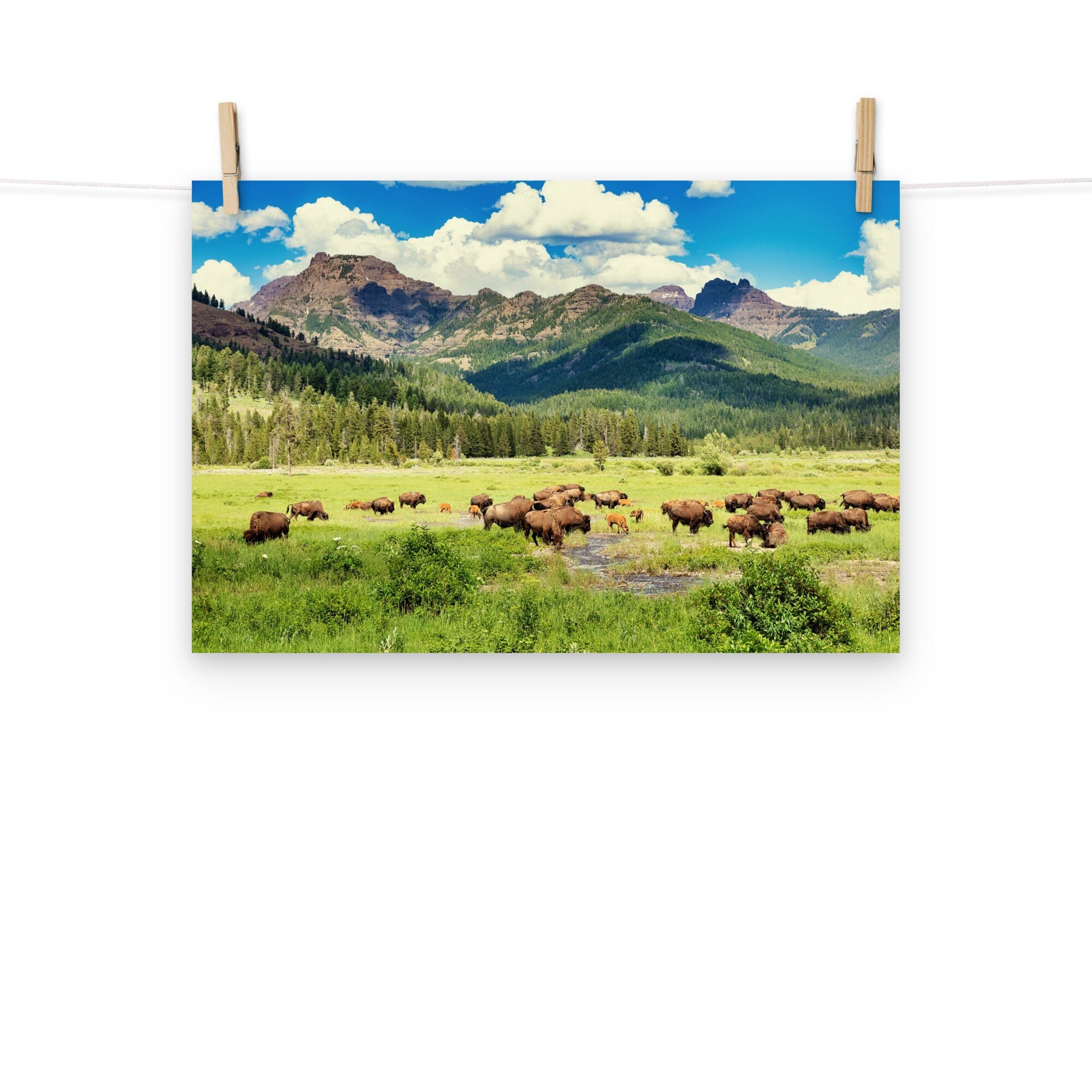 Bison Valley Bison Poster Buffalo Poster Yellowstone Art - Etsy