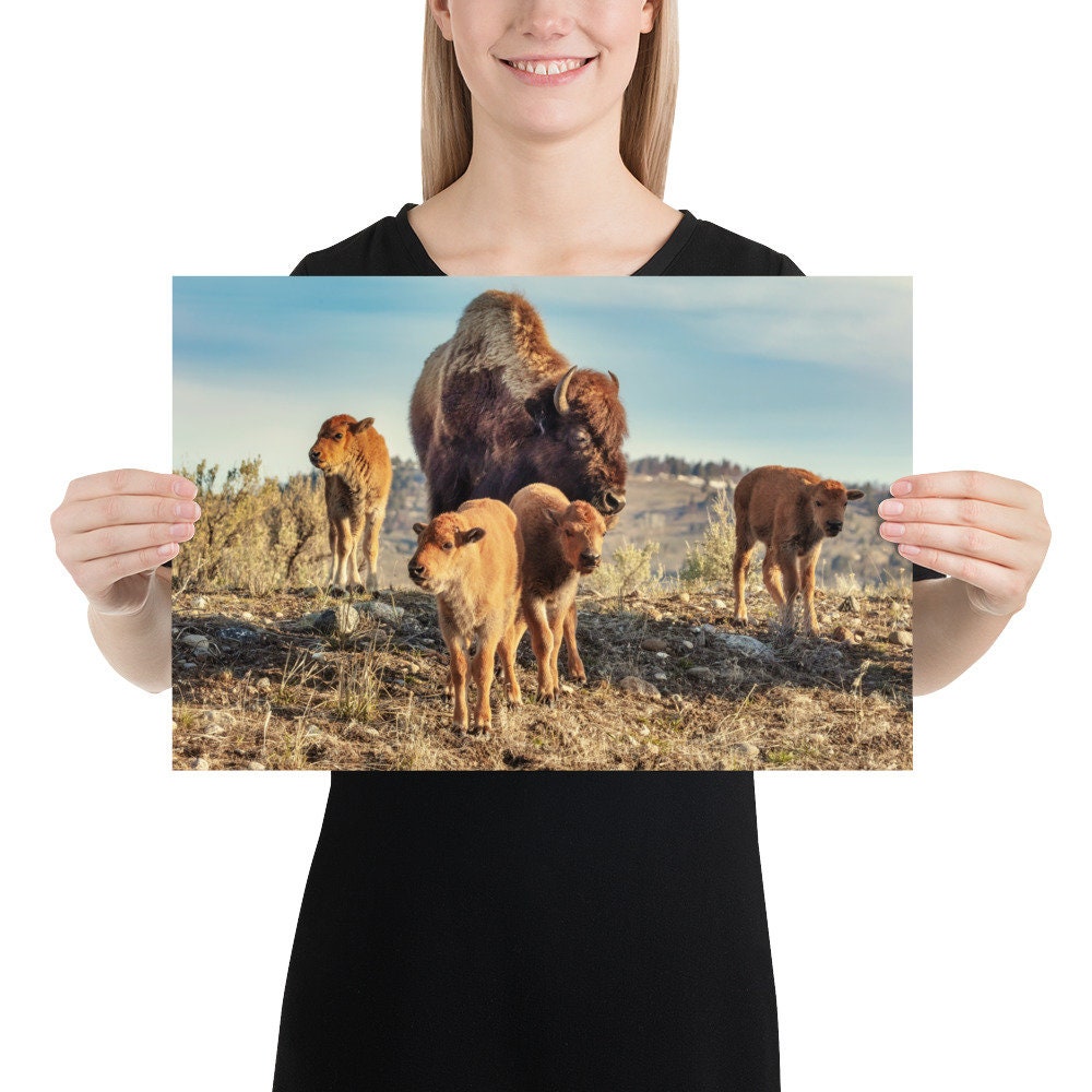 Red Dog Bison Calves and Cow Bison Poster, Buffalo Poster, Yellowstone ...