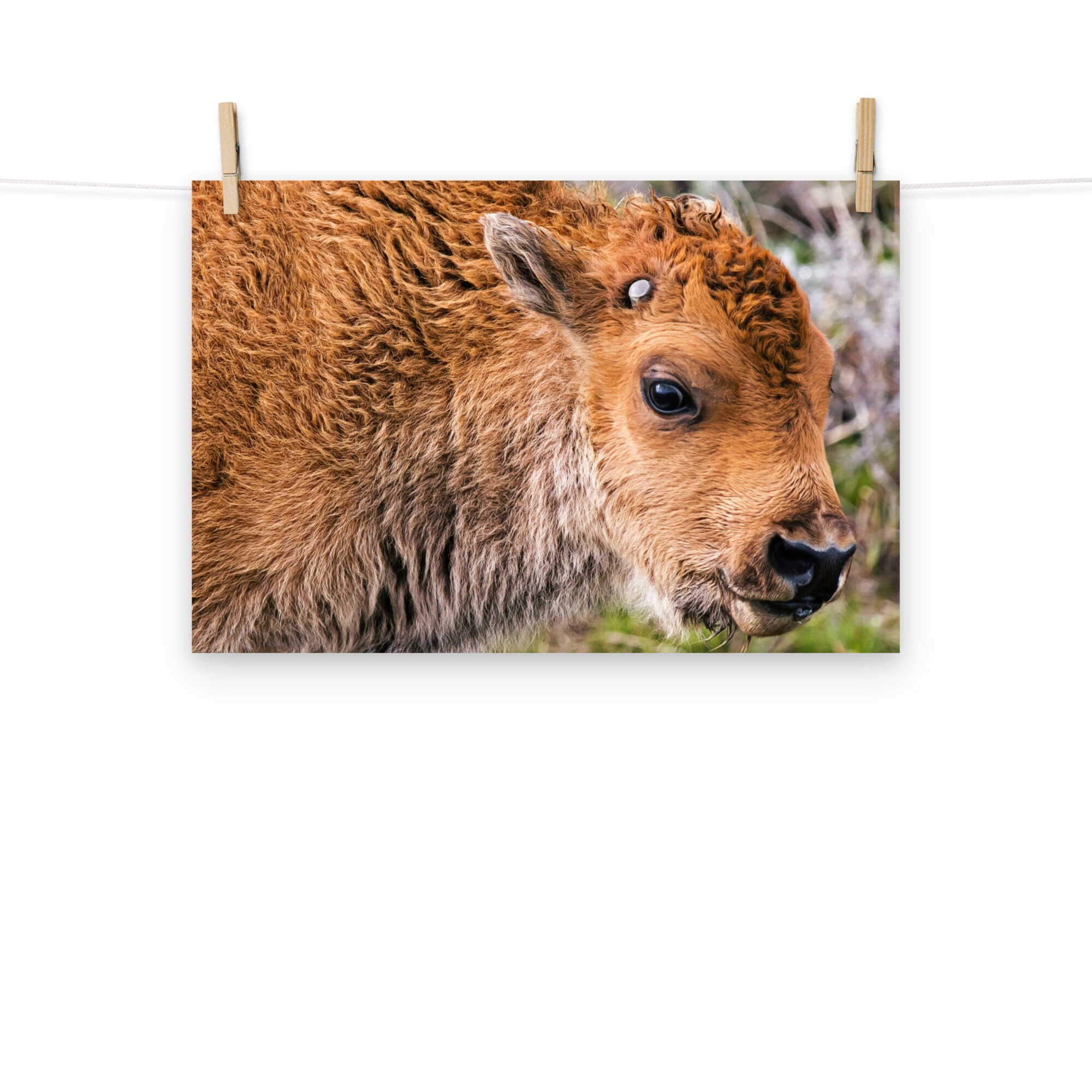 Red Dog Baby Bison Poster, Buffalo Poster, Yellowstone Art - Etsy