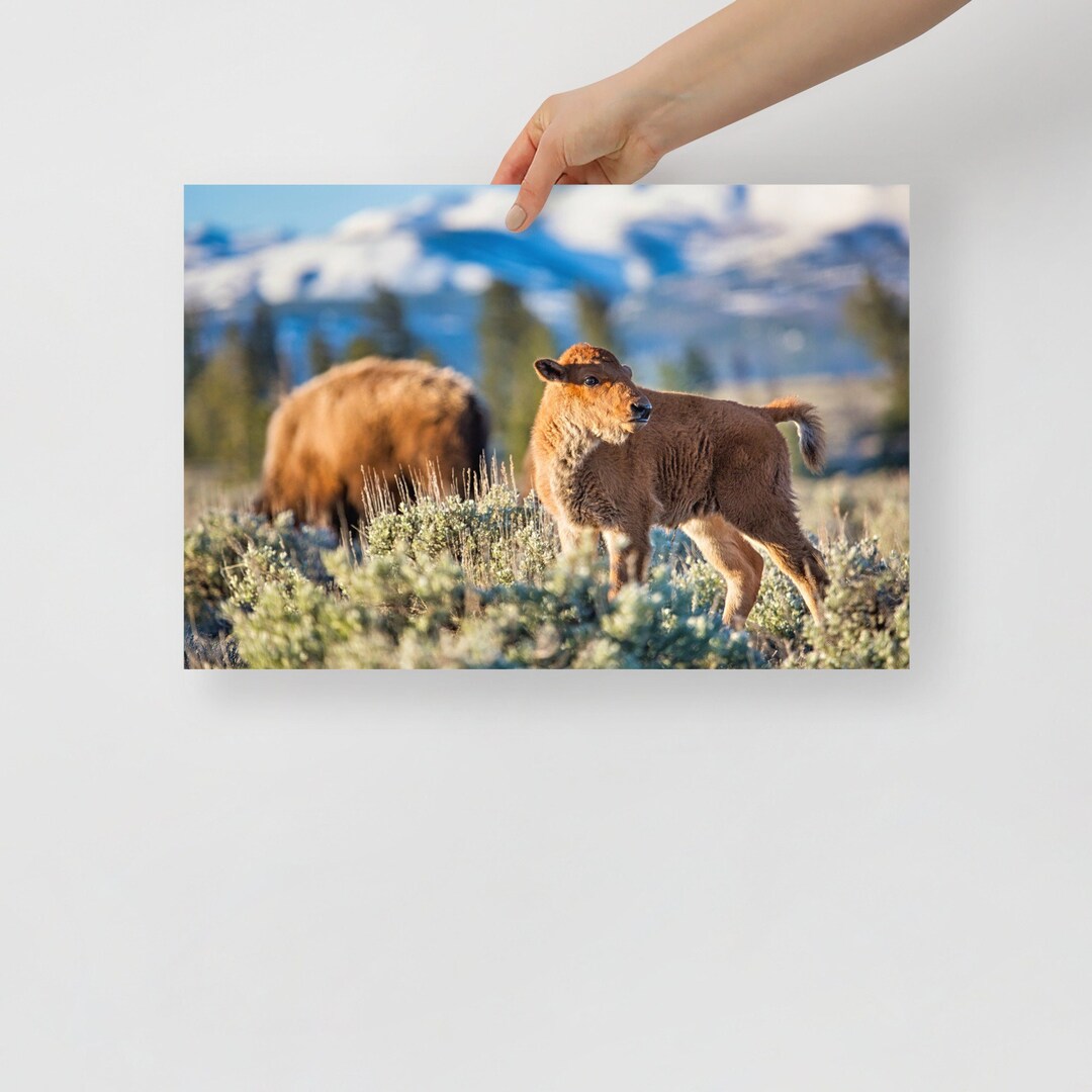 Red Dog Baby Bison Calf Poster, Buffalo Poster, Yellowstone Plateau - Etsy