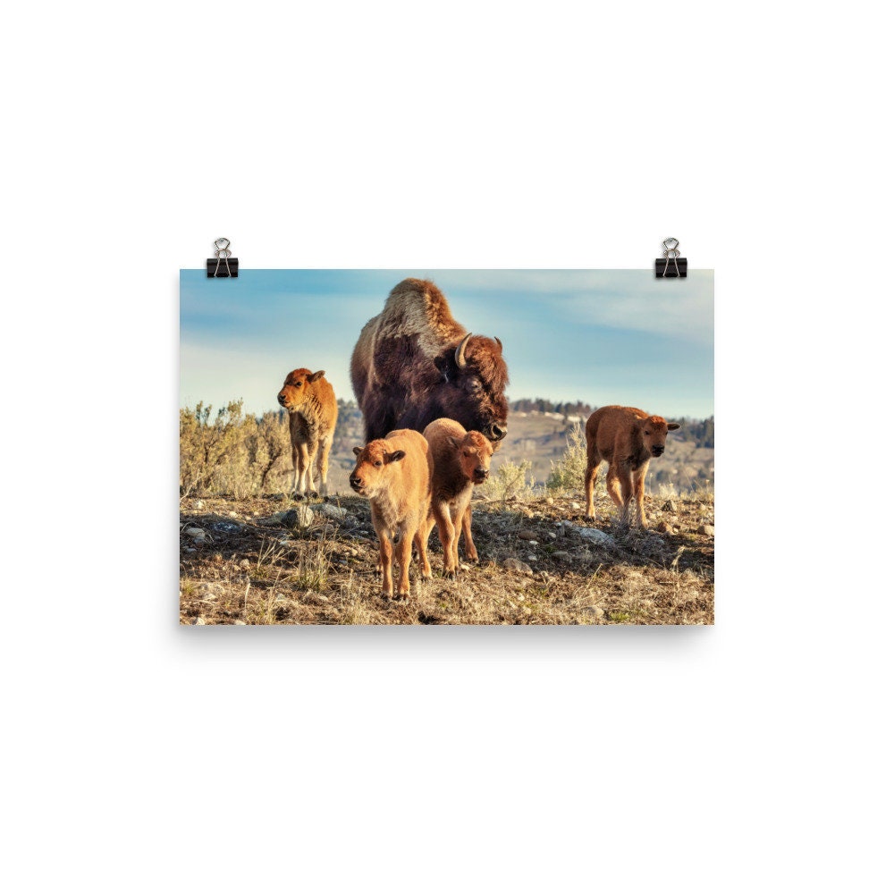 Red Dog Bison Calves and Cow Bison Poster, Buffalo Poster, Yellowstone ...