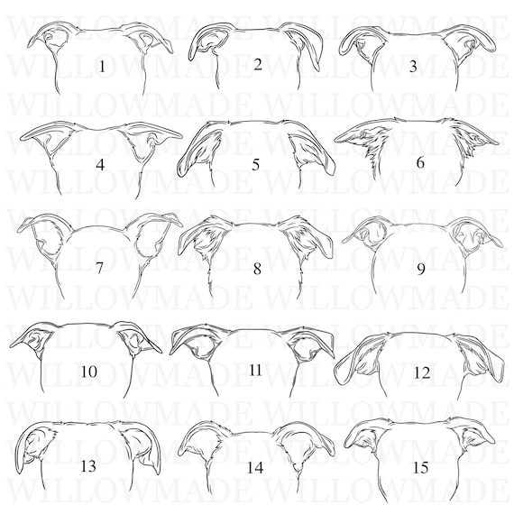 DOG EAR OUTLINES Pre Drawn Digital Illustrations - Etsy
