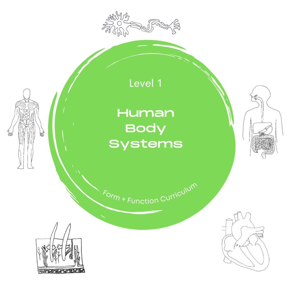 Level 1 Human Body Systems Curriculum - Etsy