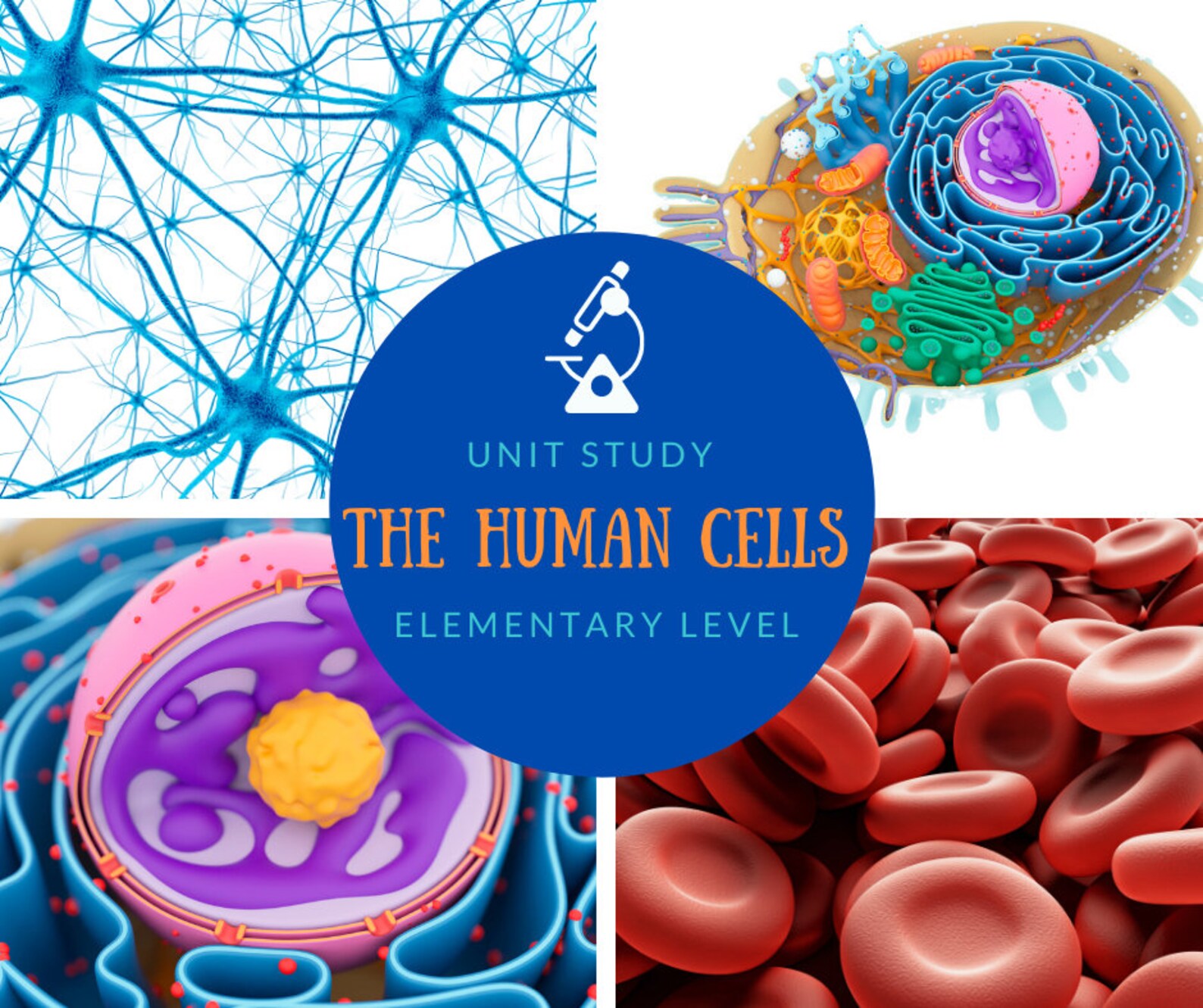 Level 1 Human Cell Unit Study - Etsy