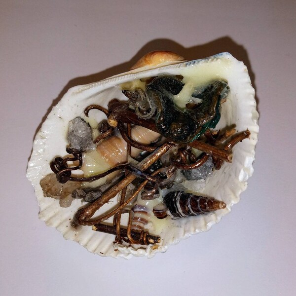 Real Seashell - Etsy