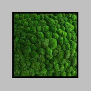 Square Moss Wall Art Framed Forest Green Ball Moss Wooden Frame Ball ...