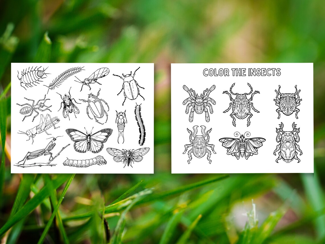 Insect Activity Pack: Bugs Word Search & Coloring Pages (PDF) - Etsy