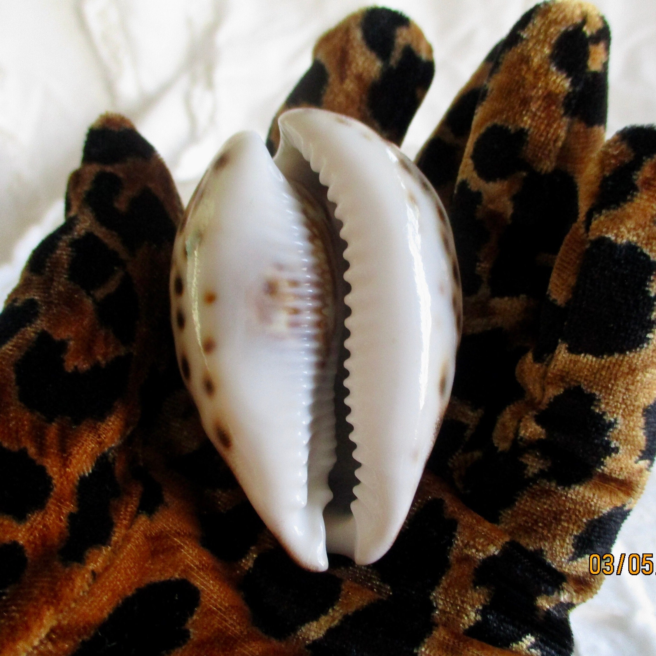 Two Vintage Carved Cowrie Shells - One (1) Sagittarius Zodiac Shell and ...