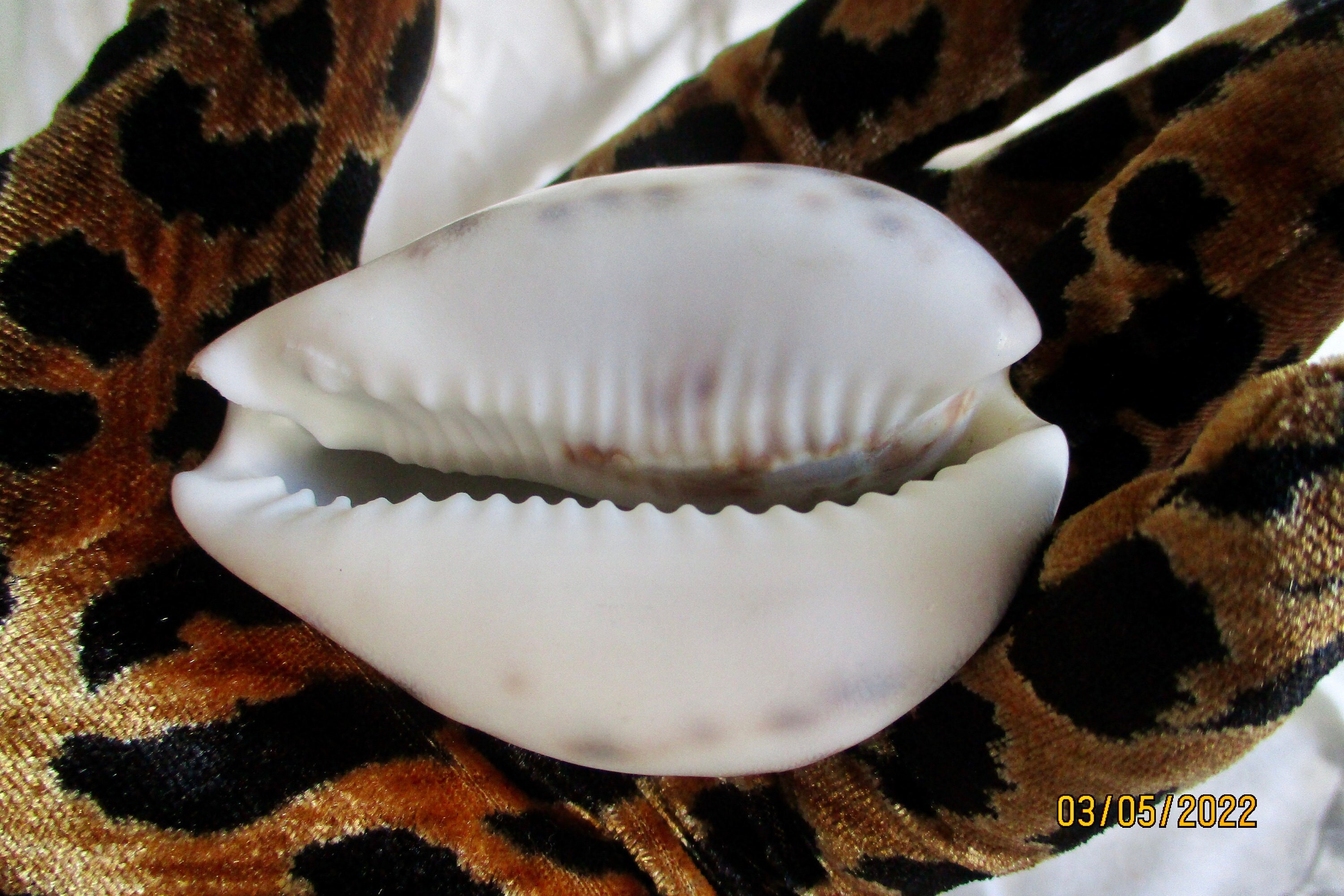 Two Vintage Carved Cowrie Shells - One (1) Sagittarius Zodiac Shell and ...