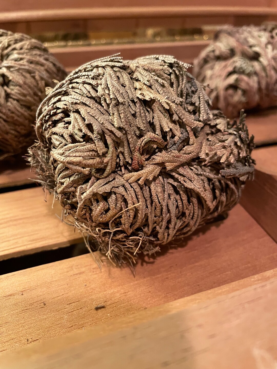 Jericho Rose: Resurrection Plant for Money & Luck Magick - Etsy