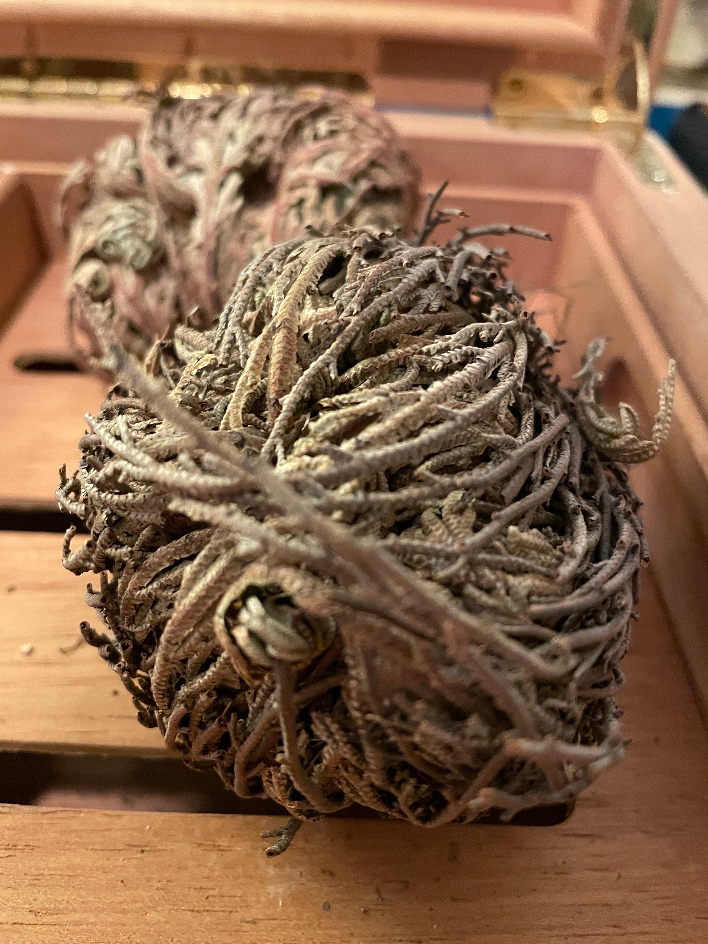 Jericho Rose: Resurrection Plant for Money & Luck Magick - Etsy