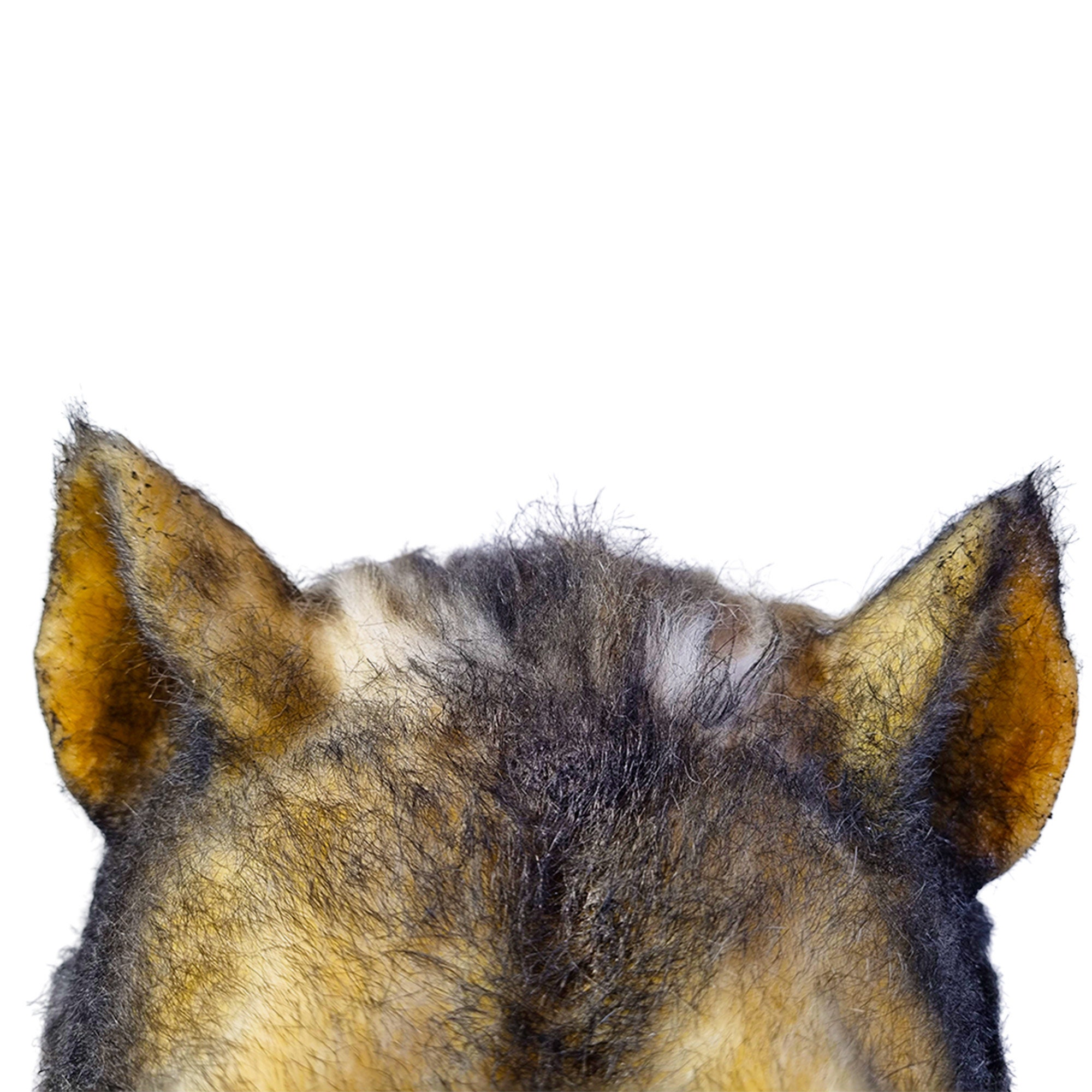 Realistic Wolf Headdress Mask Handmade With Real Fur Wolf - Etsy