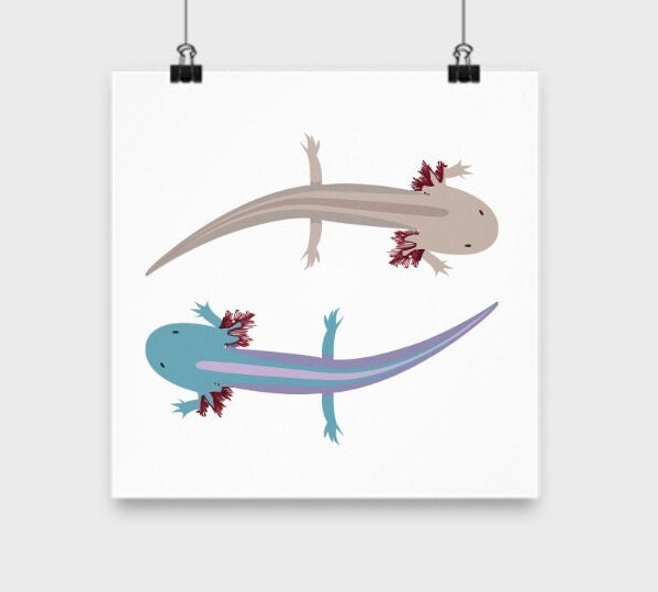 Axolotl Wall Art Axolotl Couple Art Print Cute Axolotl - Etsy