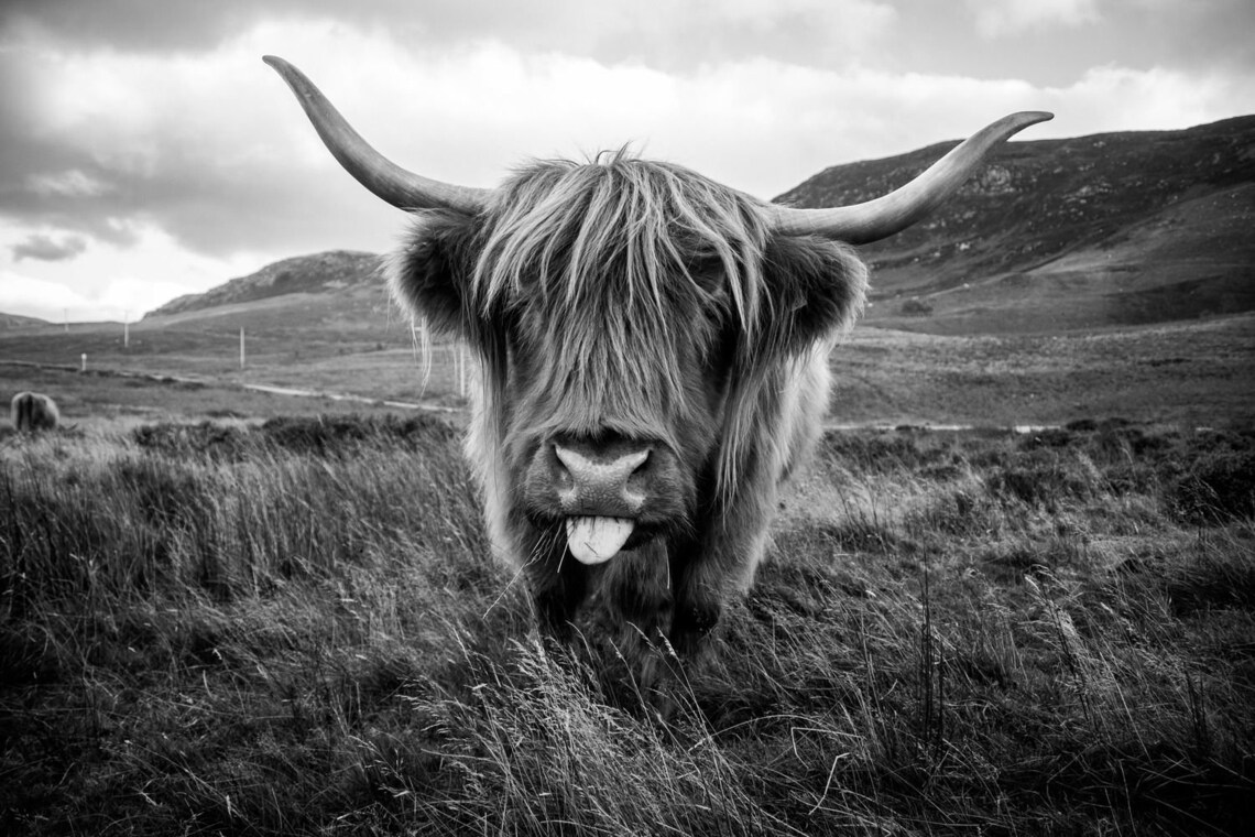 Scottish Hairy Coo Shaggy Cow Poster Print Canvas - Etsy