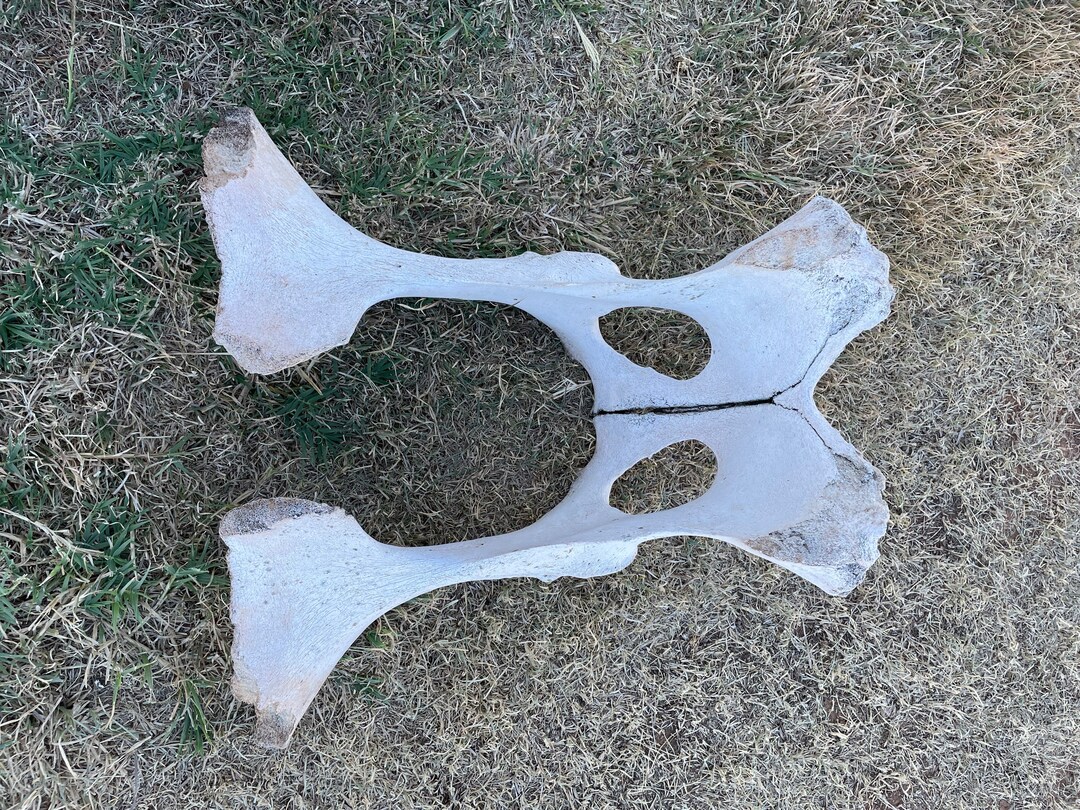 Sun Bleached Cow Bones From Ranch - Etsy