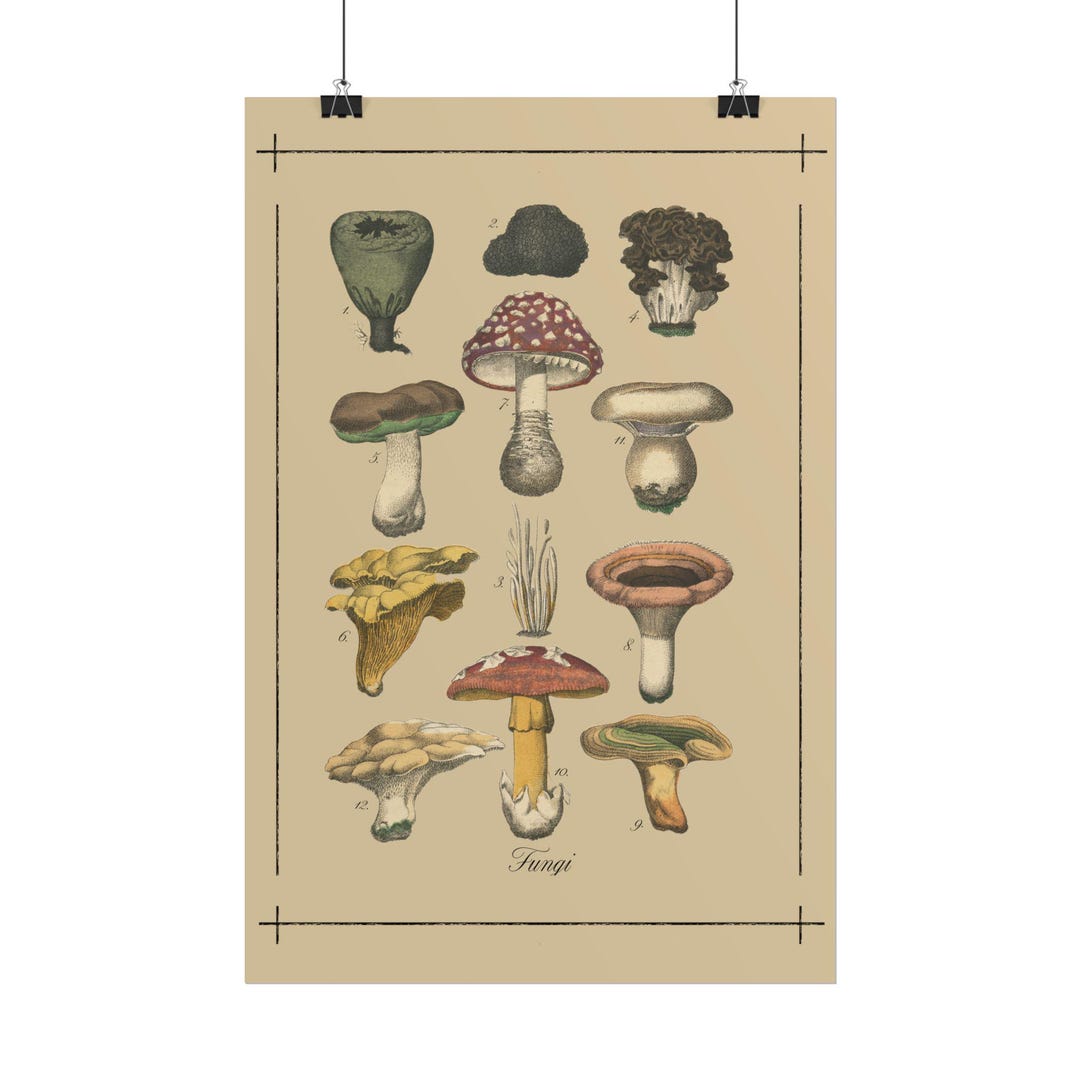 Minimal Fungi Poster, Botanical Wall Art, Nature Print, Modern Mushroom ...