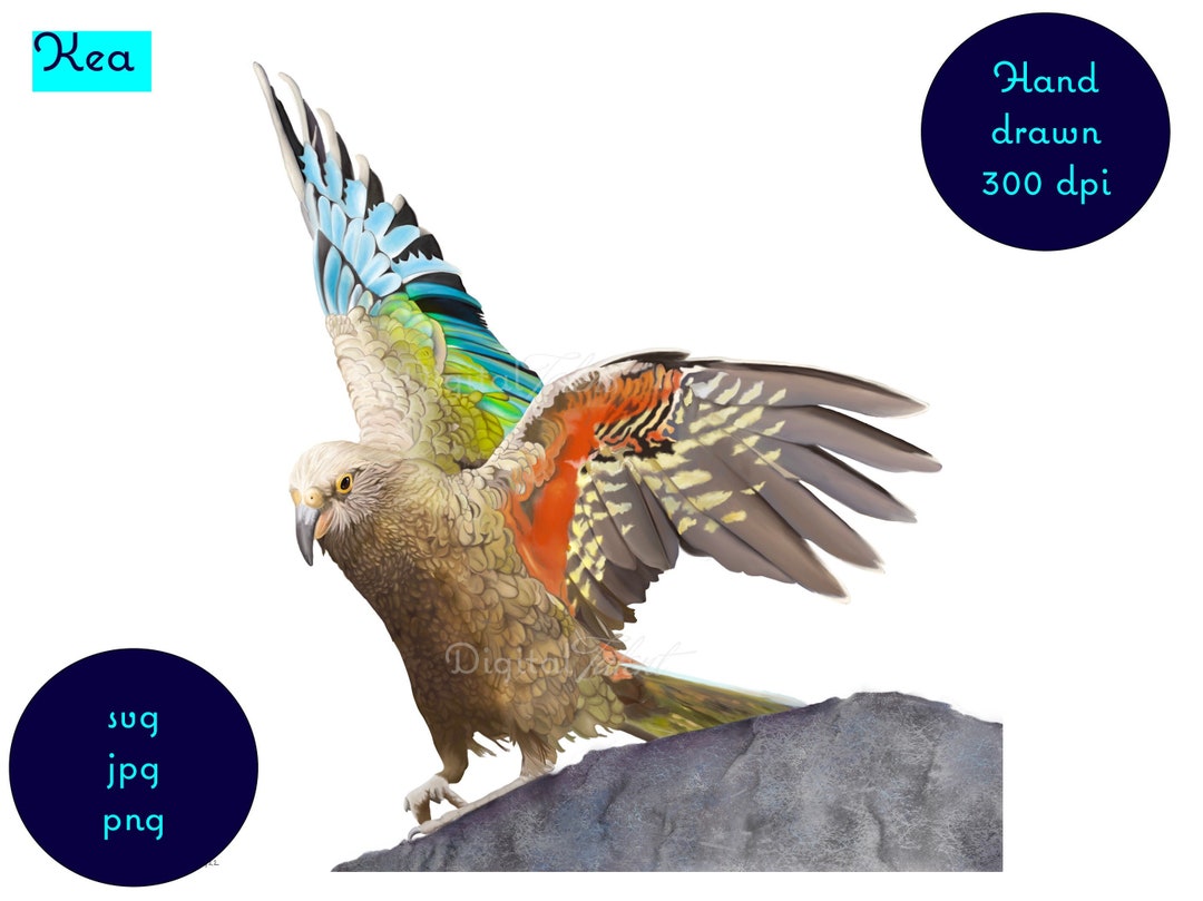 Hand Drawn Digital Painting of the New Zealand Native Kea. Digital Art ...