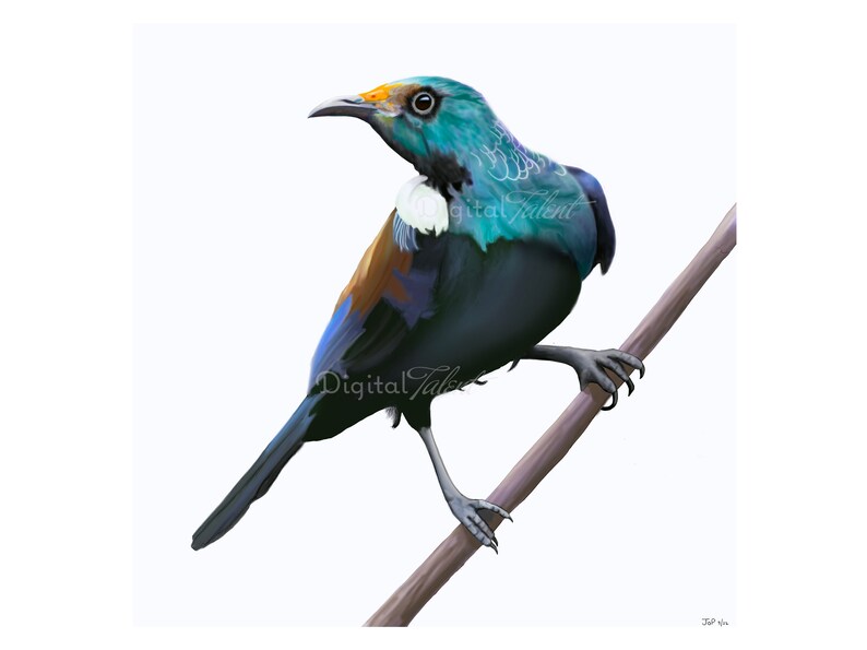 Hand Drawn Digital Painting of the New Zealand Native Tui. Digital Art ...