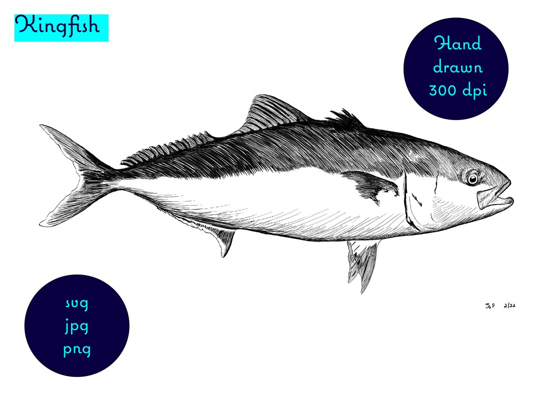 Hand Drawn Image of a Kingfish That Can Be Found in New Zealand Waters ...