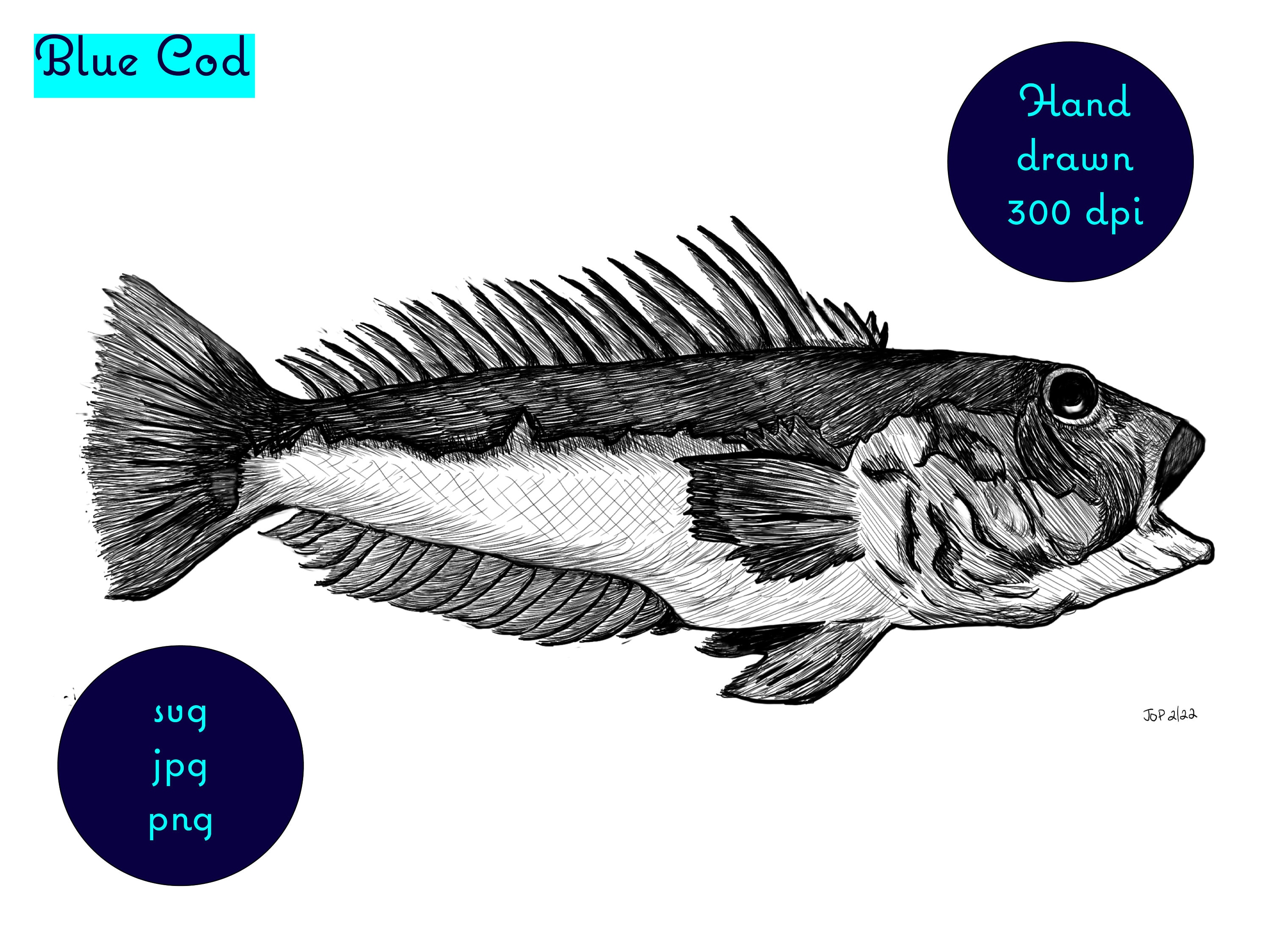 Cod Fish Drawing