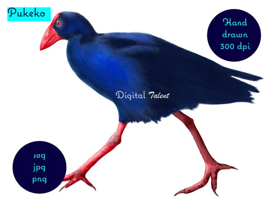 Handdrawn Digital Painting of the Native NZ Bird the Pukeko. - Etsy