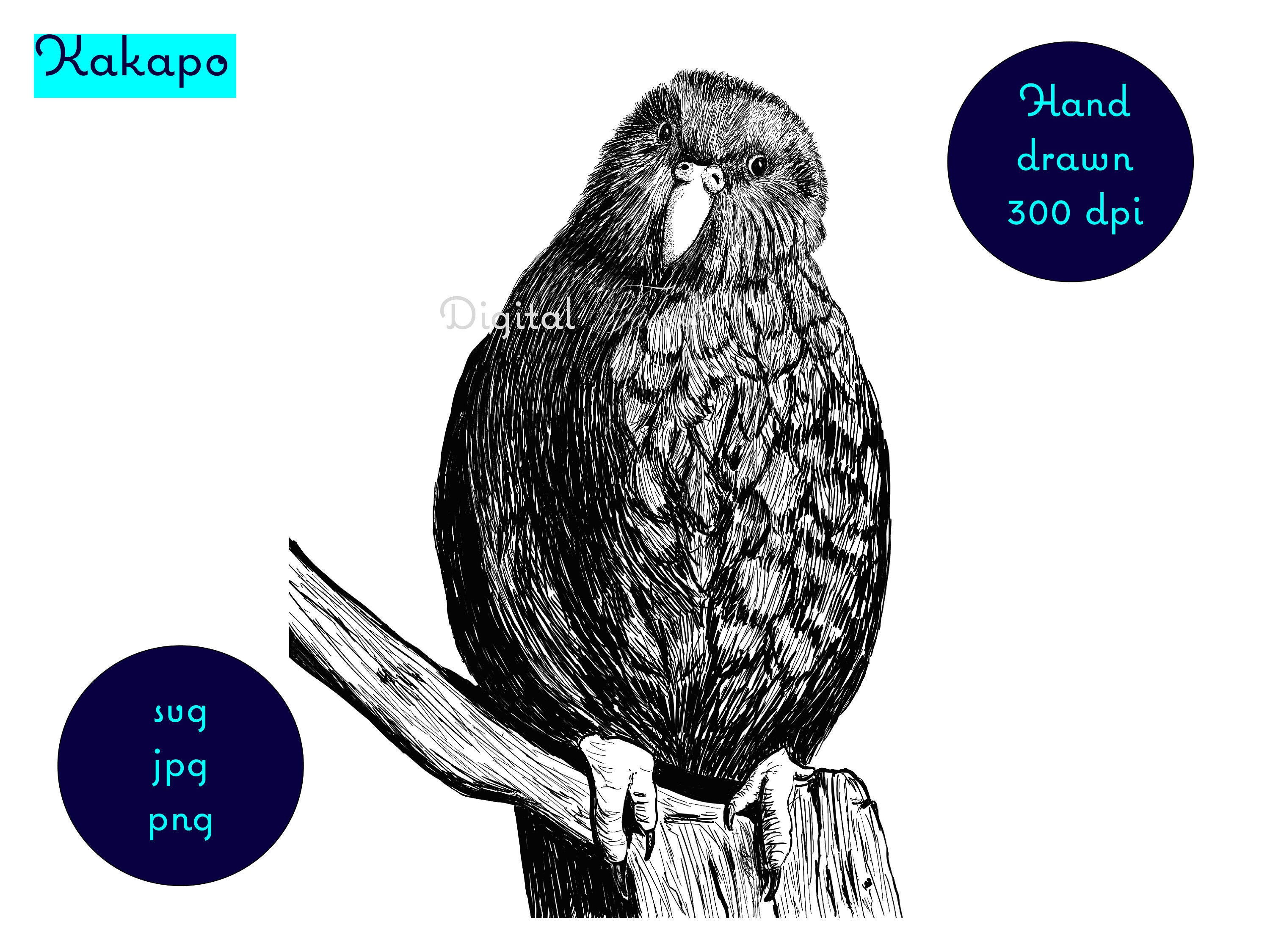 Kakapo Parrot Drawing