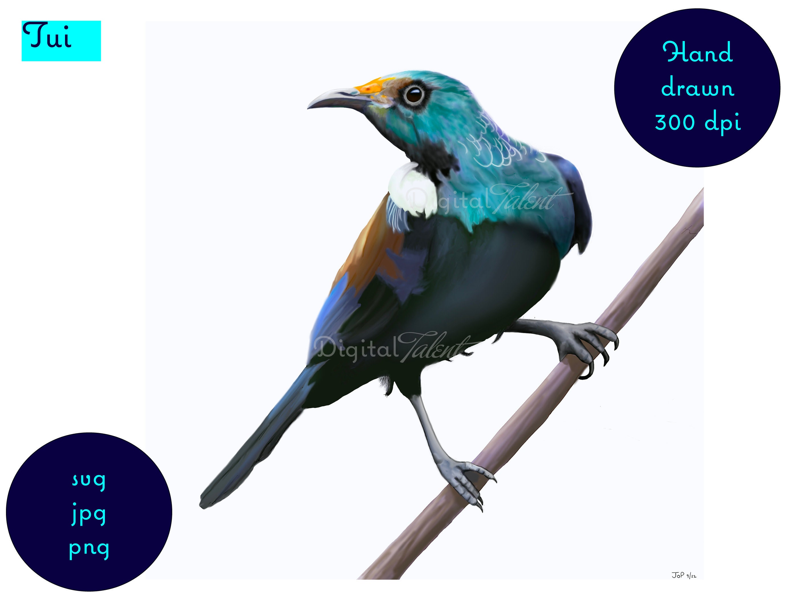Hand Drawn Digital Painting of the New Zealand Native Tui. Digital Art ...