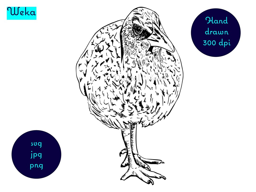 Hand Drawn Image of New Zealand's Native Bird, the Weka. Svg Png Jpg NZ ...