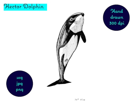 Hand Drawn Image of a Hector Dolphin the World's - Etsy