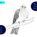 Hand Drawn Image of the New Zealand Native Wood Pigeon (kereru). Svg ...