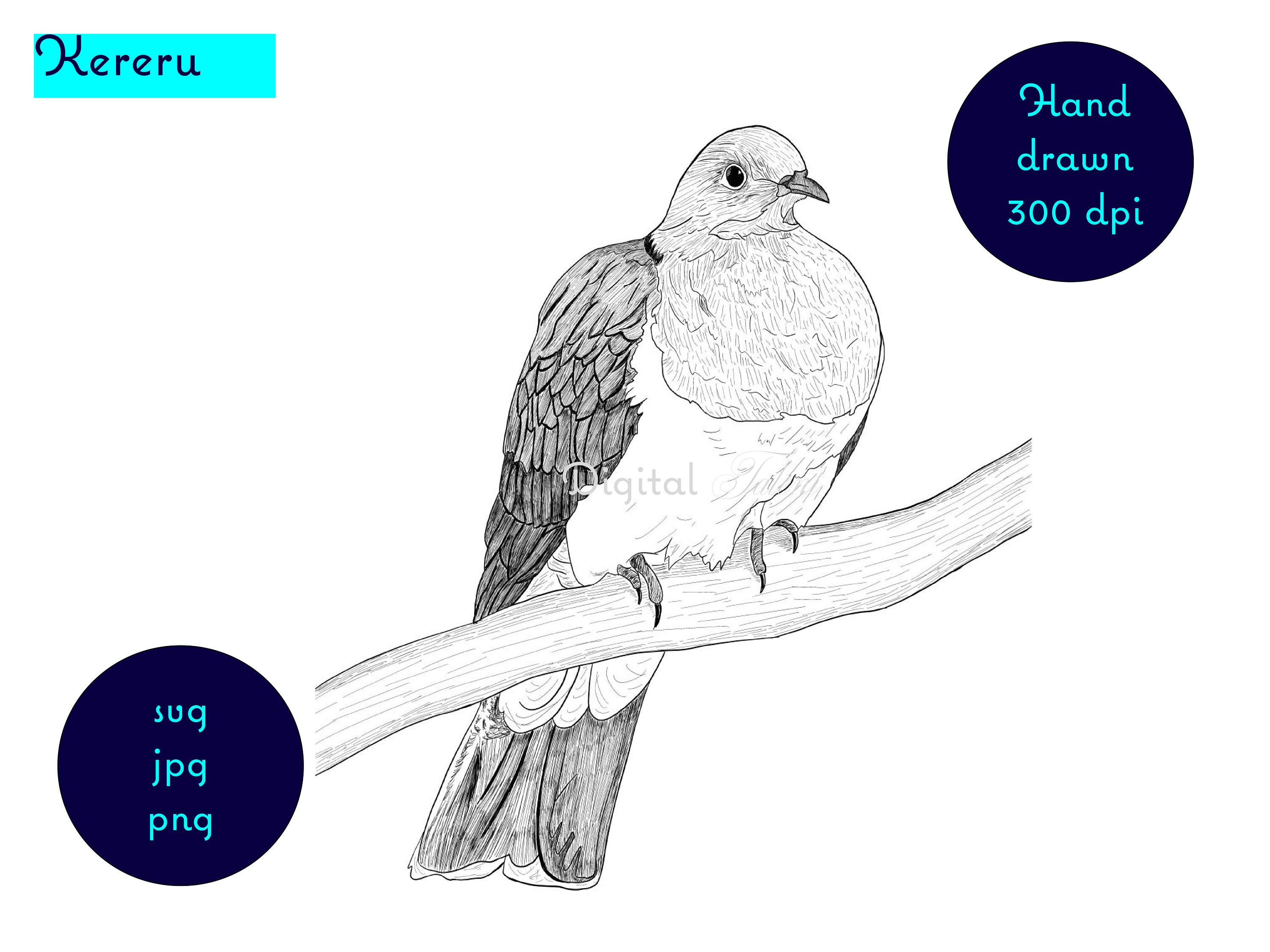 Hand Drawn Image of the New Zealand Native Wood Pigeon (kereru). Svg ...