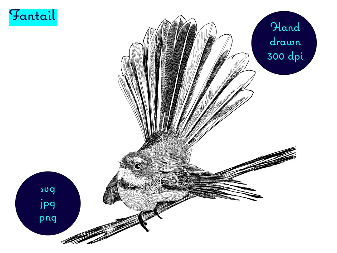 Hand Drawn Image of the New Zealand Native Fantail. Svg, Png, Jpg ...