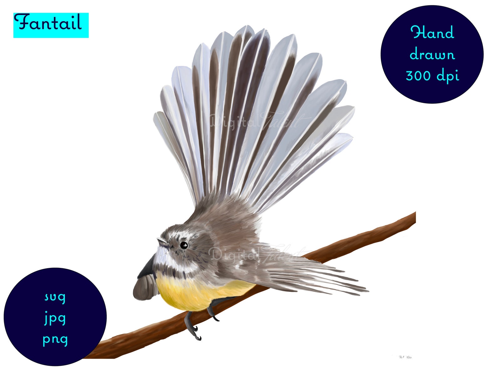 Hand Drawn Digital Painting of the New Zealand Native Fantail. Digital ...