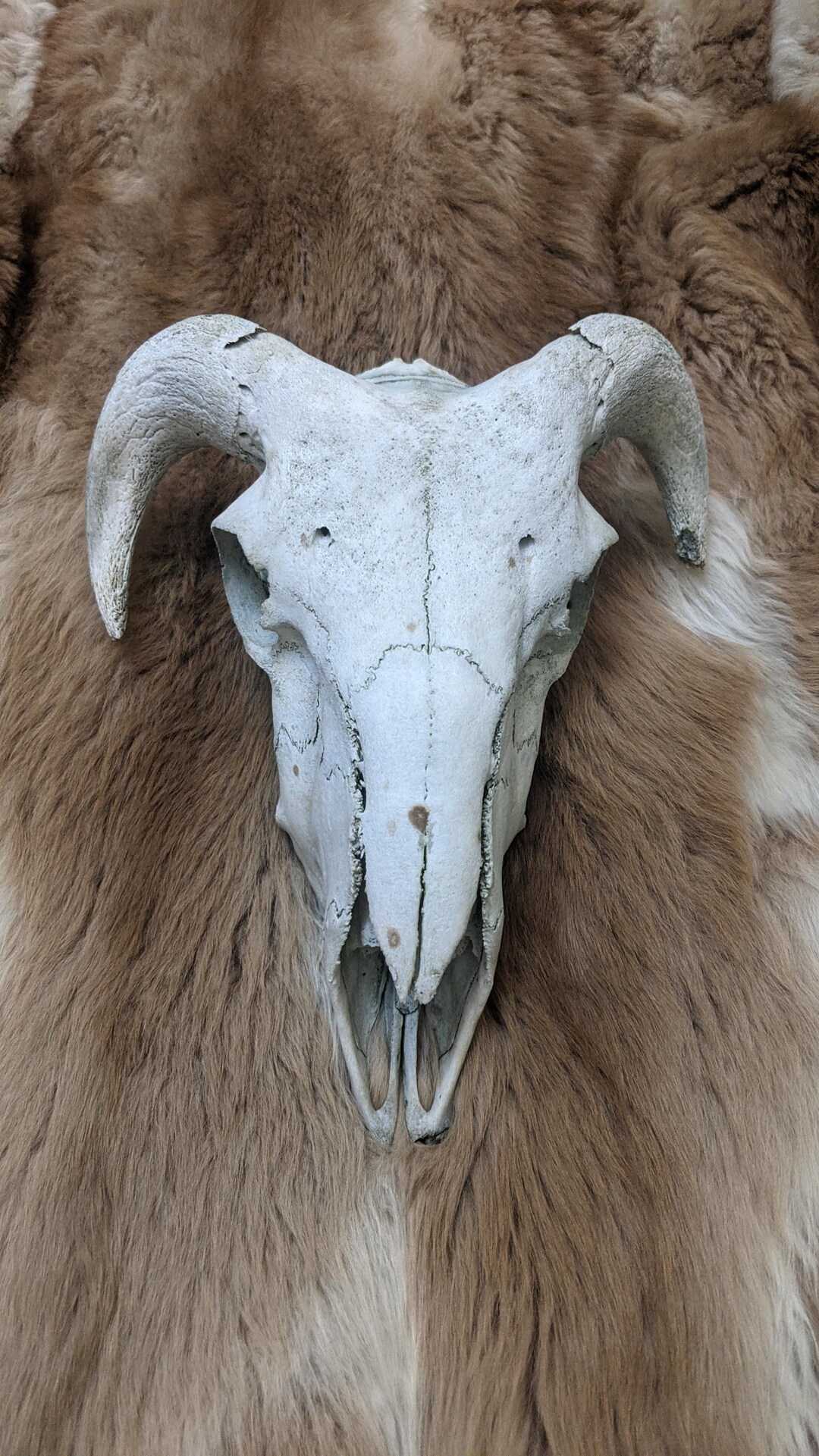 Beautiful Real Ram Sheep Skull - Etsy