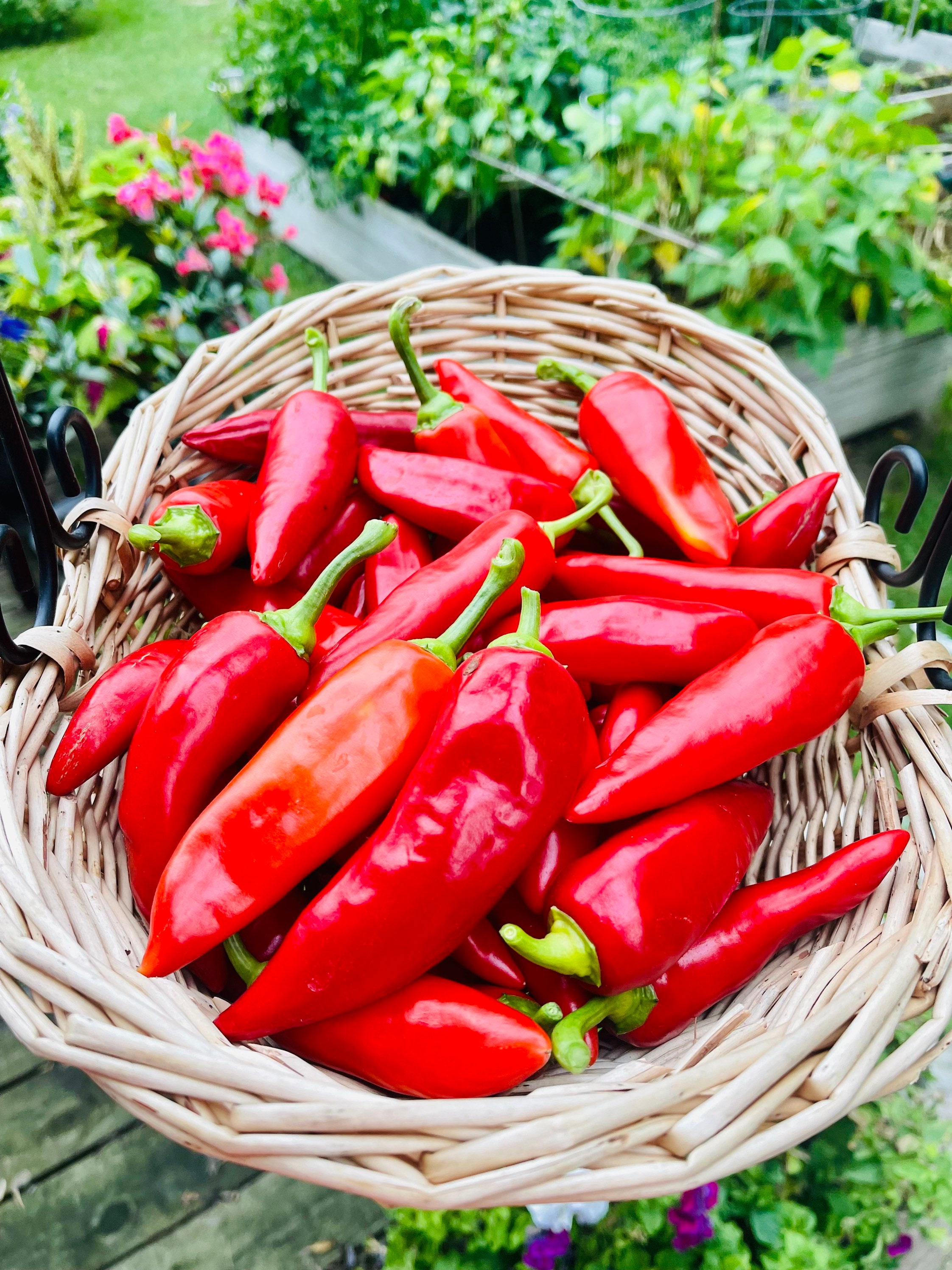 Philippine Sweet Red Pepper ( Atsal Sa Pilipinas, Bisaya Nga Atsal) - Etsy