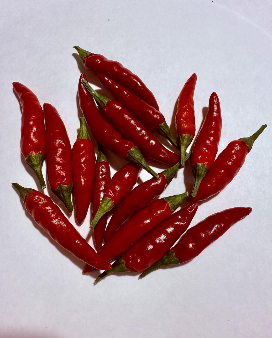Siling Labuyo or Philippine Wild Chili Seeds - Etsy