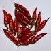 Siling Labuyo or Philippine Wild Chili Seeds - Etsy