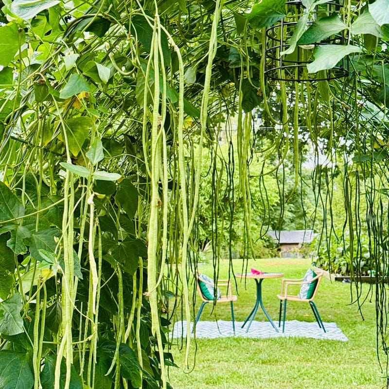 Yard long beans - Etsy.de