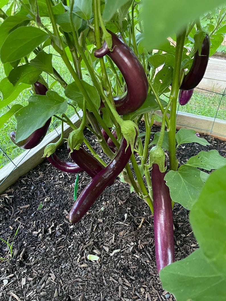 Philippine Long Purple Eggplant. Organic. (filipino Talong) 30-40 Seeds ...