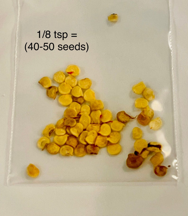 Siling Labuyo or Philippine Wild Chili Seeds - Etsy