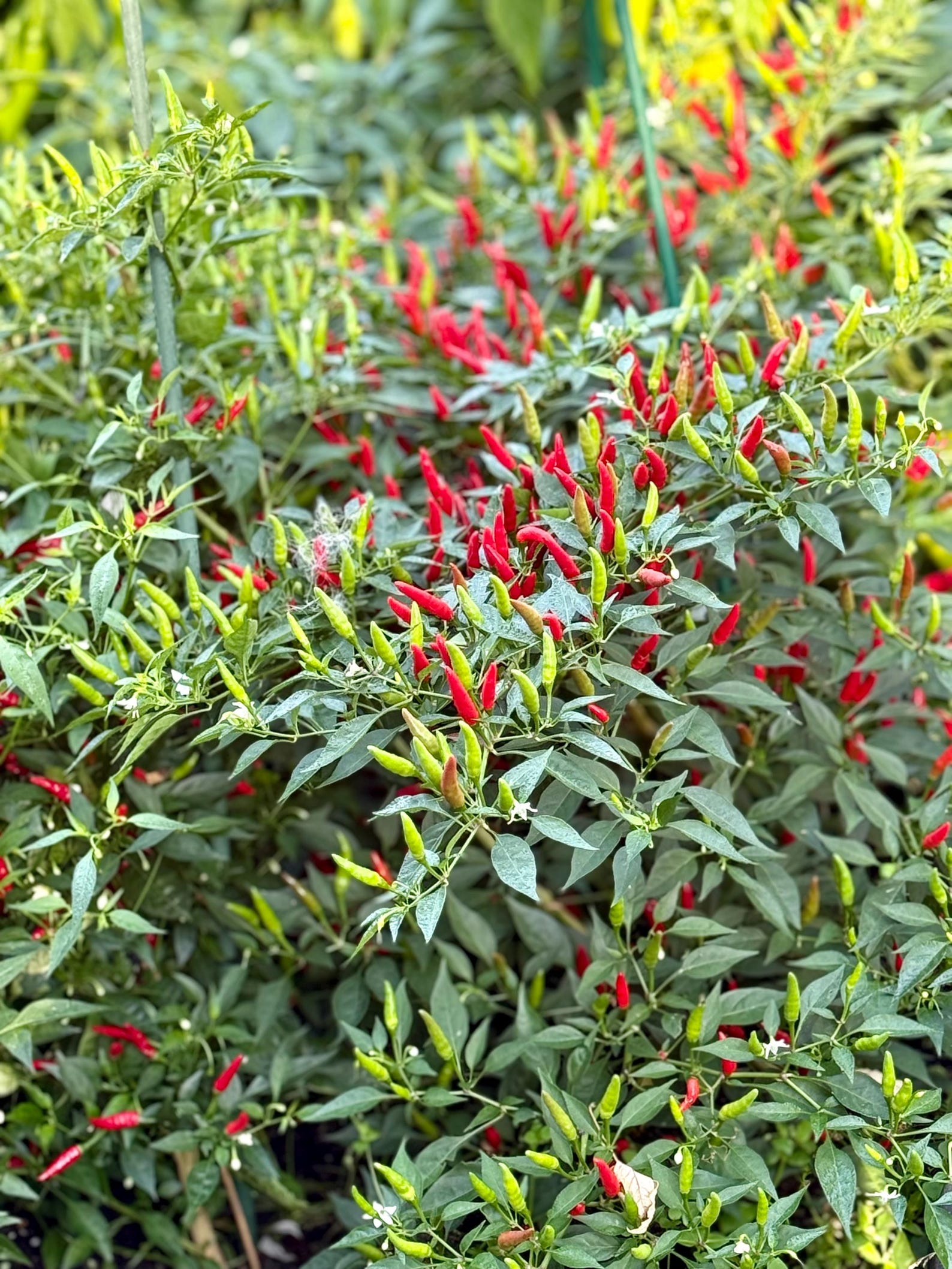 Siling Labuyo or Philippine Wild Chili Seeds - Etsy