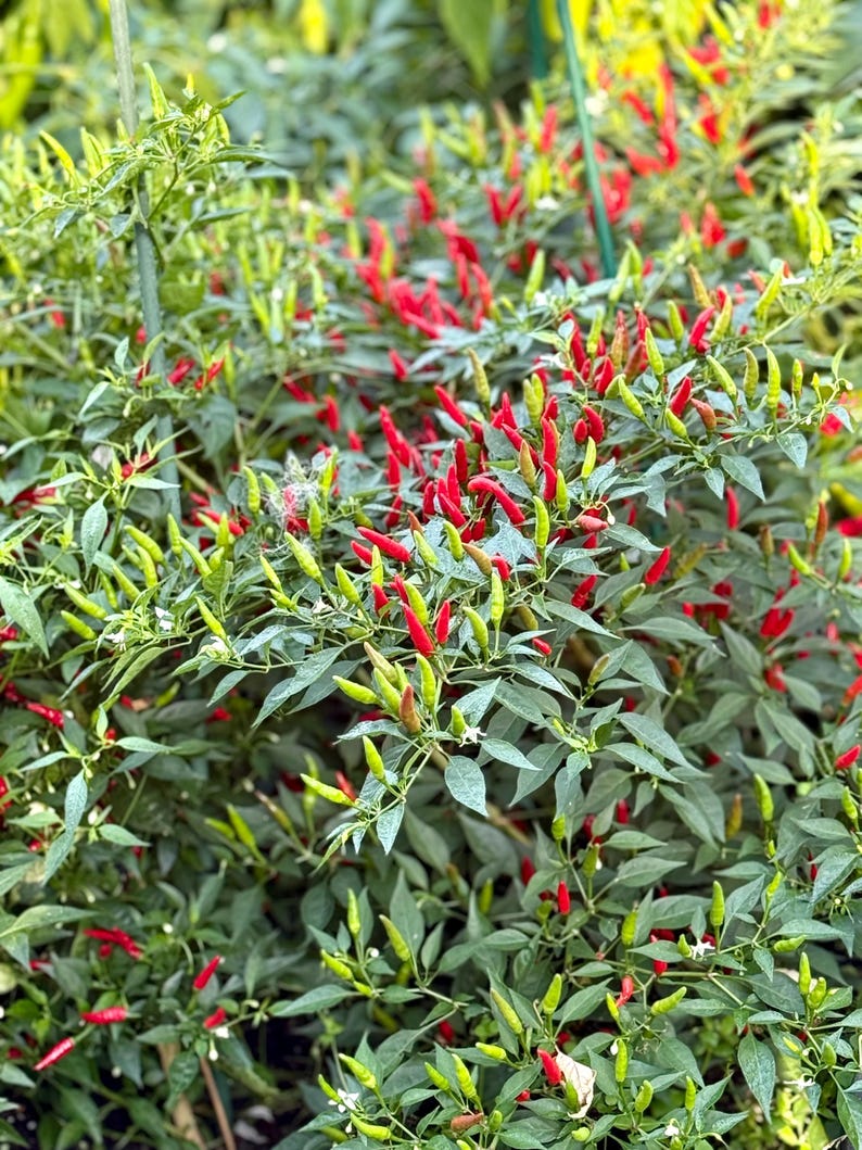 Siling Labuyo or Philippine Wild Chili Seeds - Etsy