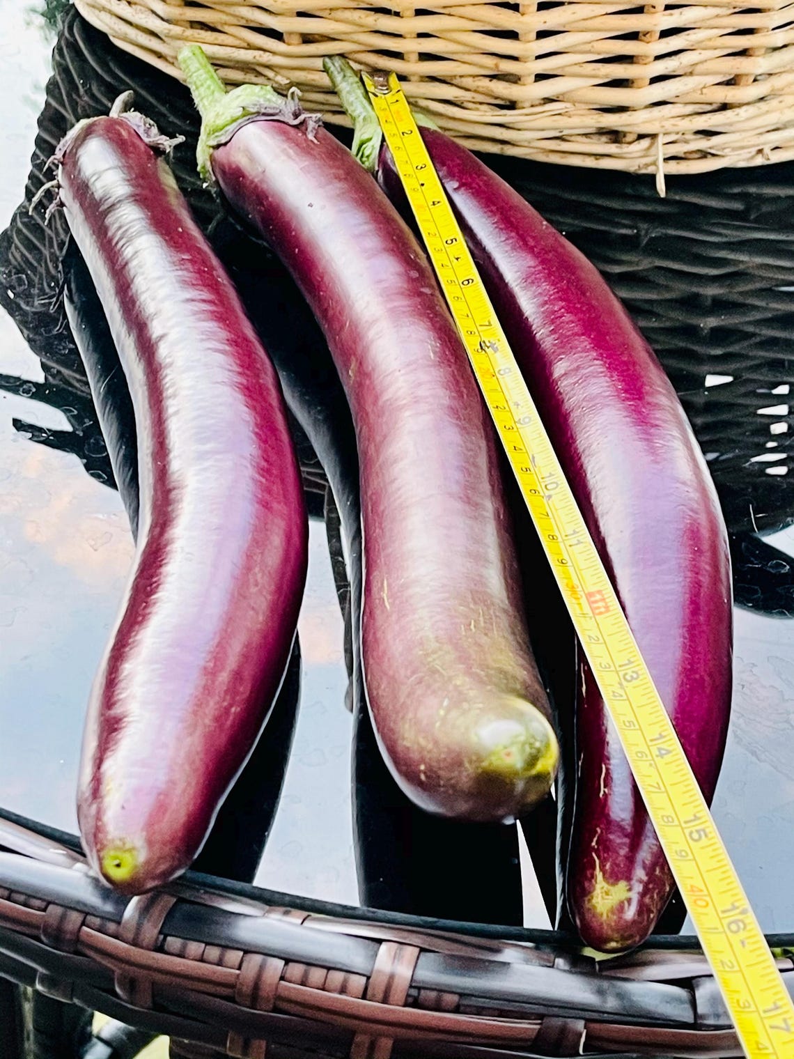 Philippine Long Purple Eggplant. Organic. (filipino Talong) 30-40 Seeds ...