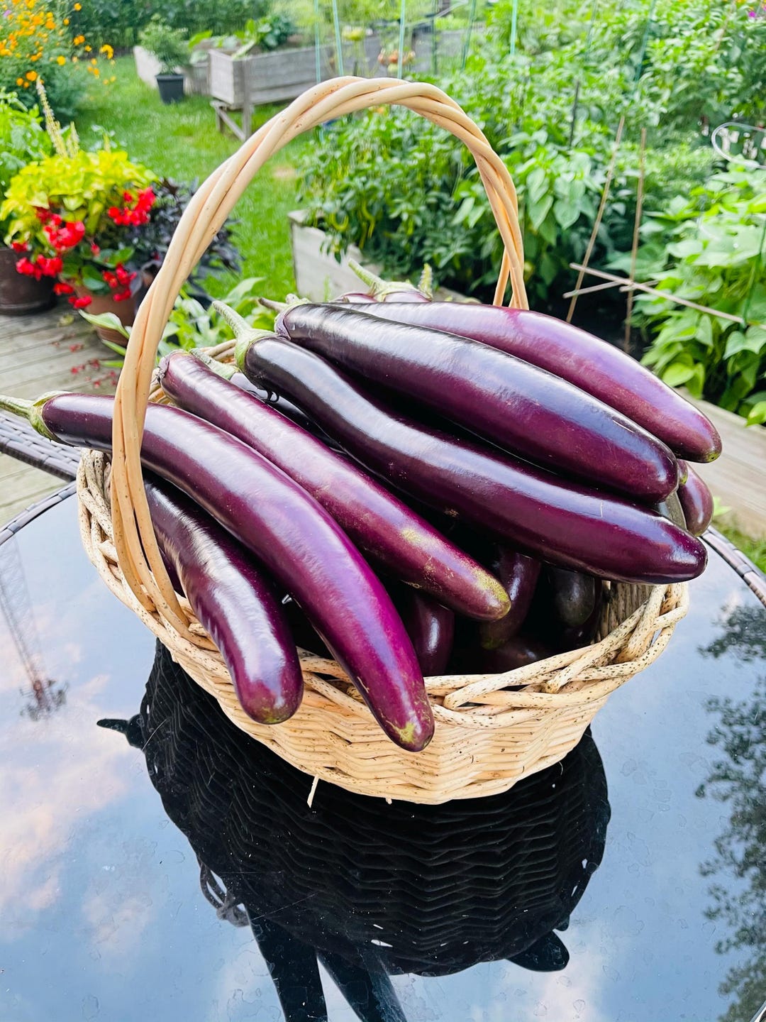 Philippine Long Purple Eggplant. Organic. (filipino Talong) 30-40 Seeds ...